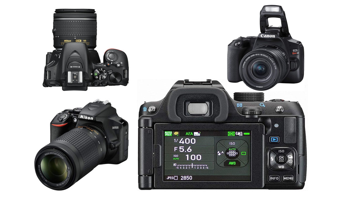 9 Best Camera for Wildlife Photography in 2023 - Code Exercise